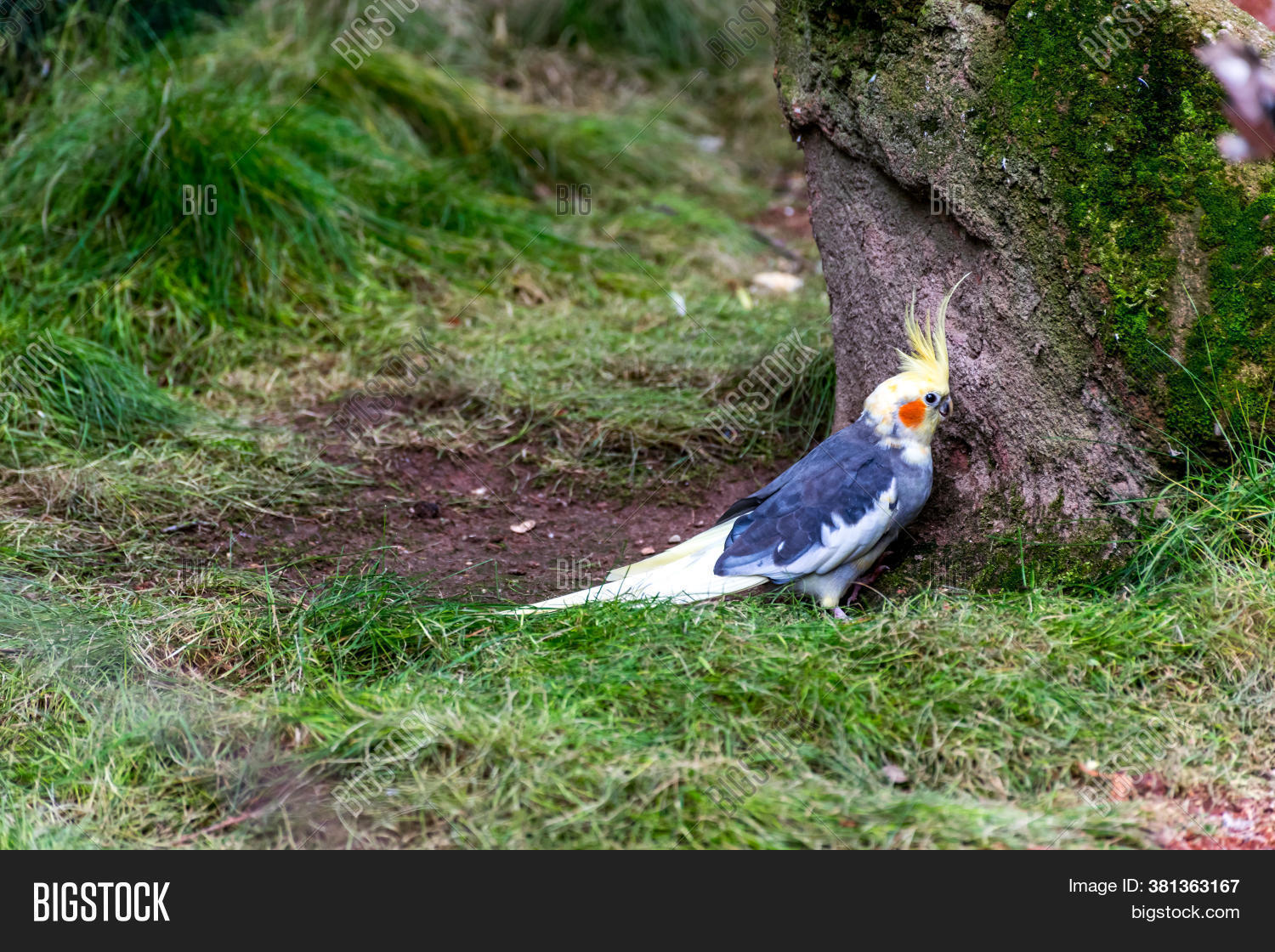 Closeup Cockatiel Image & Photo (Free Trial) | Bigstock