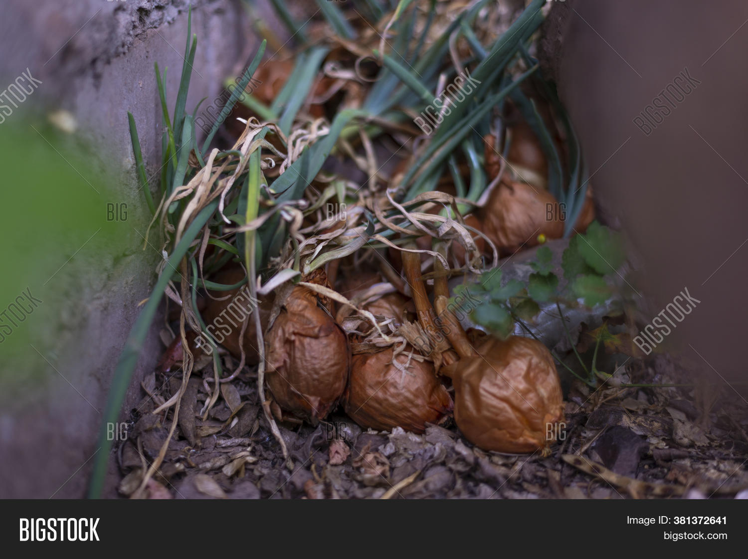 Onion Disease, Close- Image & Photo (Free Trial) | Bigstock