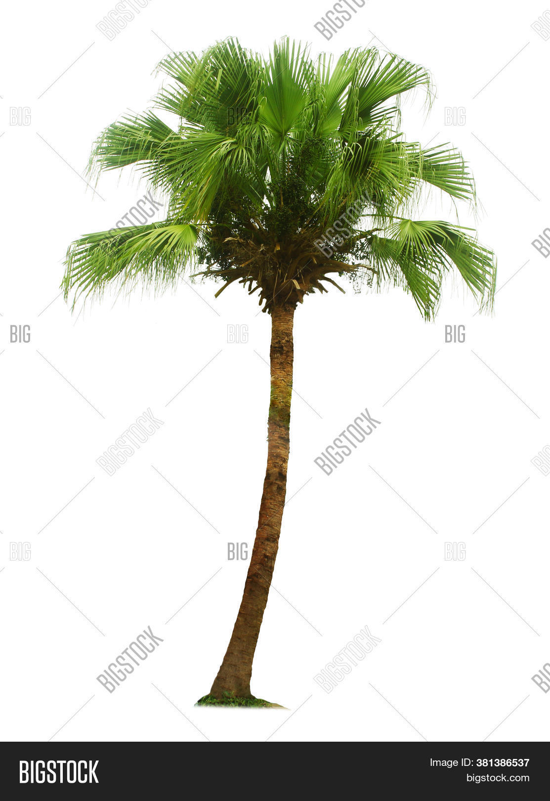 Palm Tree Isolated On Image & Photo (Free Trial) | Bigstock
