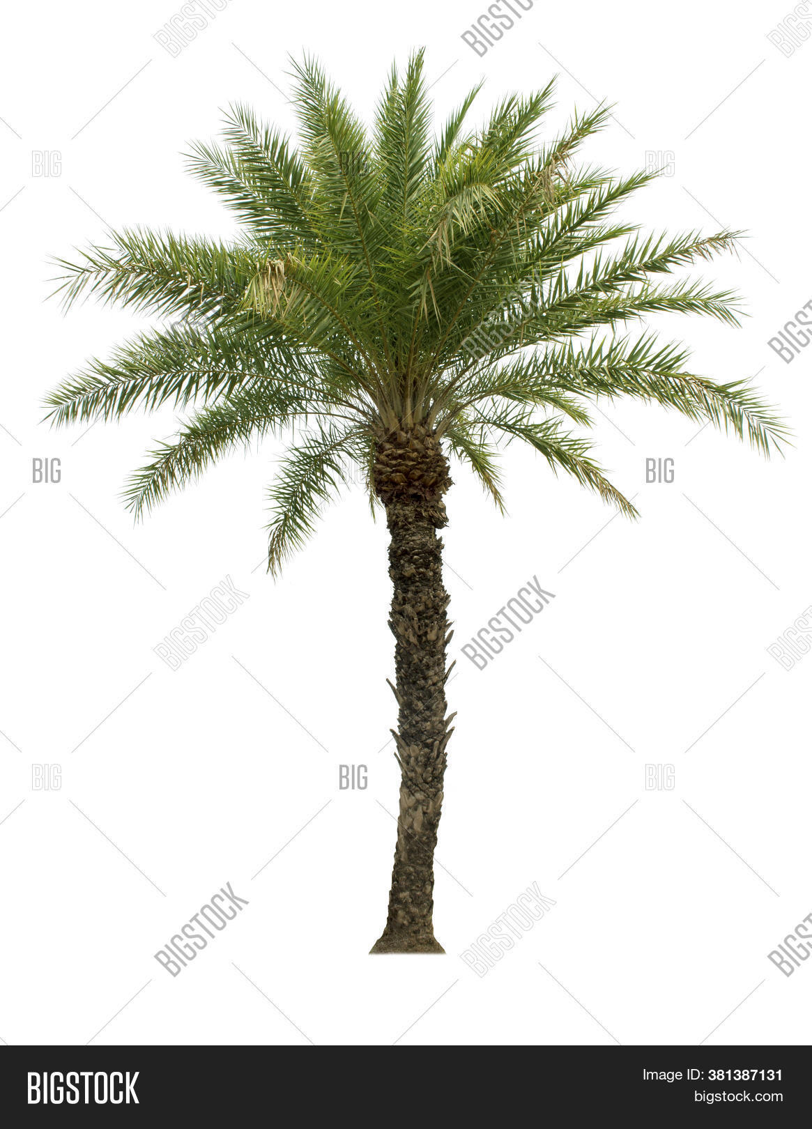 Palm Tree Isolated On Image & Photo (Free Trial) | Bigstock