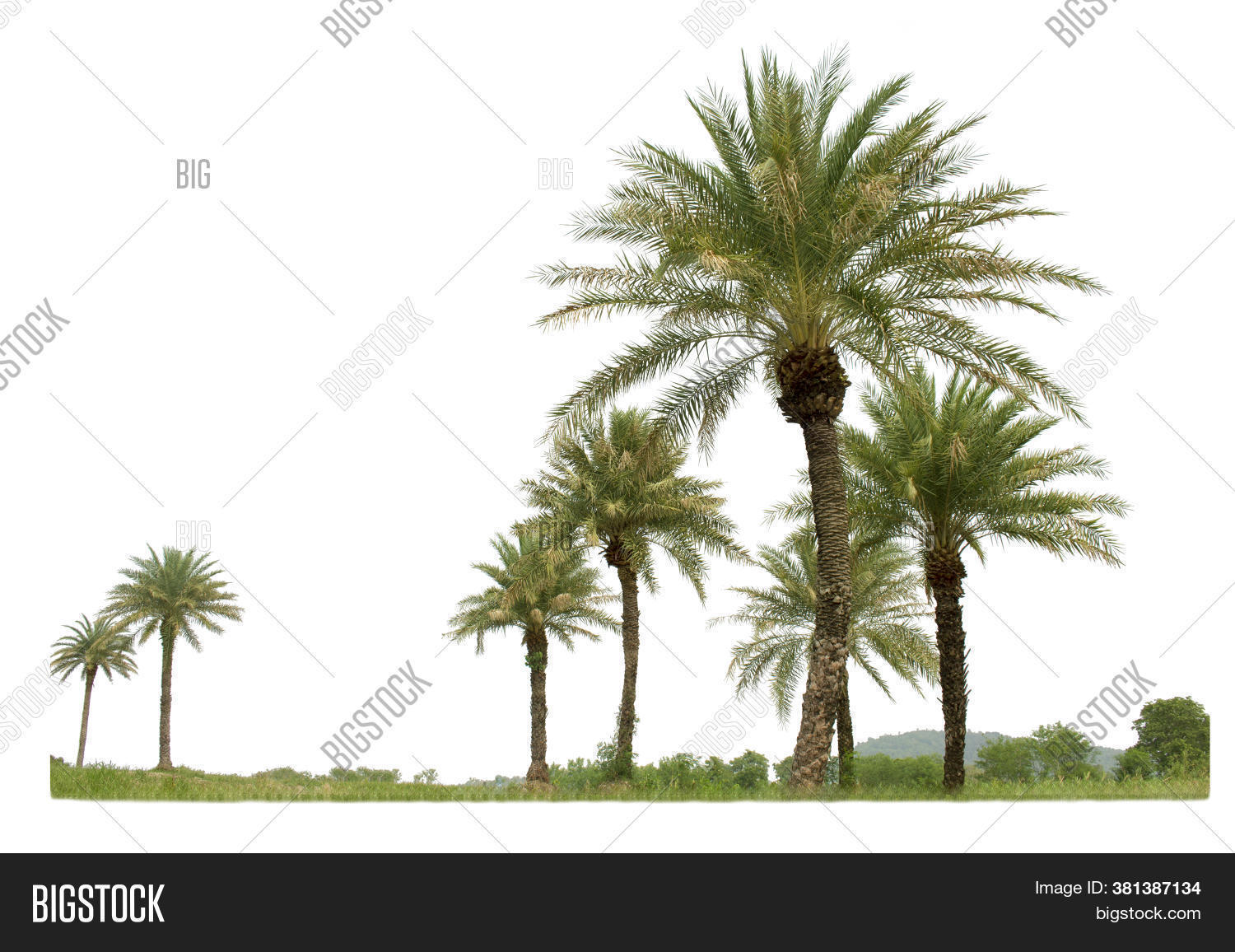 Palm Tree Isolated On Image & Photo (Free Trial) | Bigstock