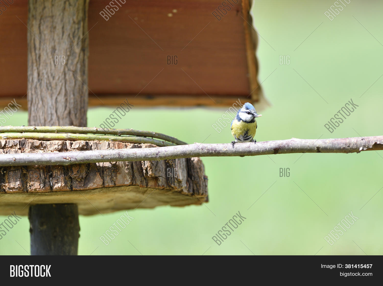 Feeding Blue Titmouse Image & Photo (Free Trial) | Bigstock
