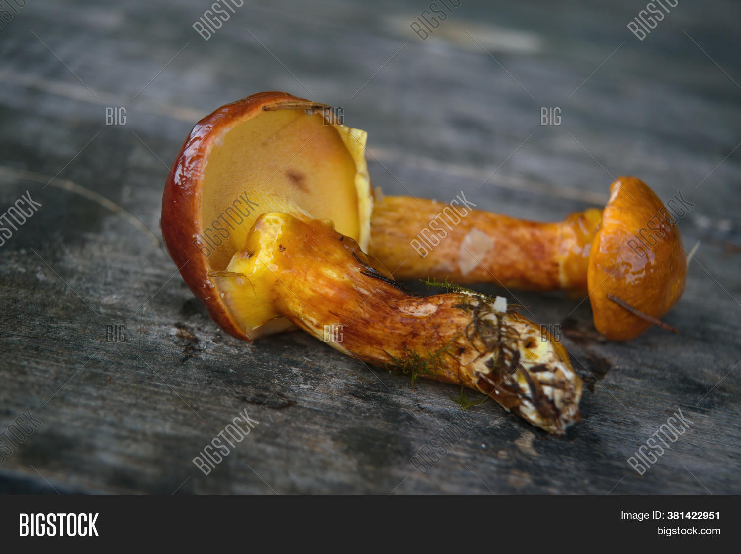 Mushroom Xerocomus Image & Photo (Free Trial) | Bigstock