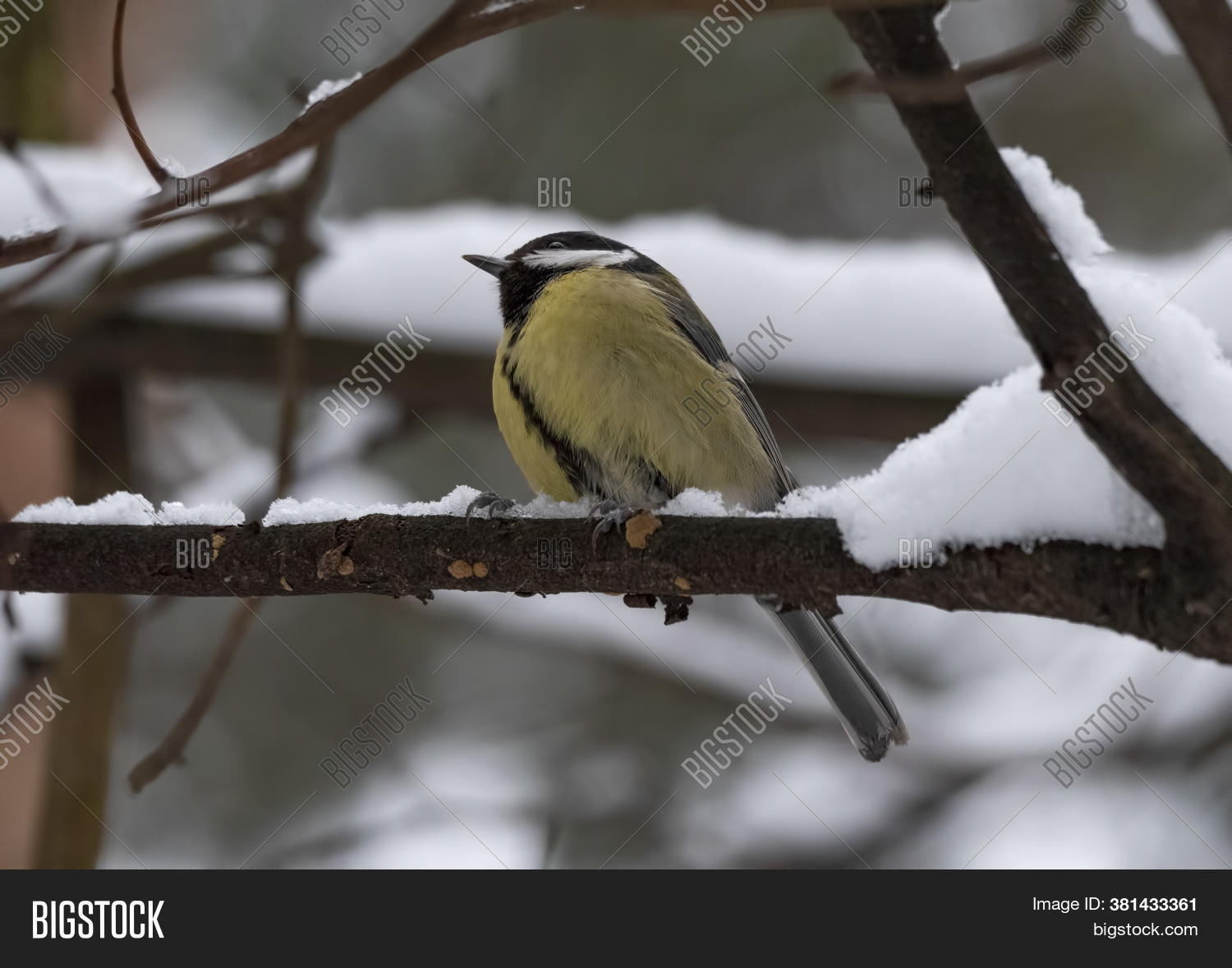 Birds Near Moscow, Image & Photo (Free Trial) | Bigstock