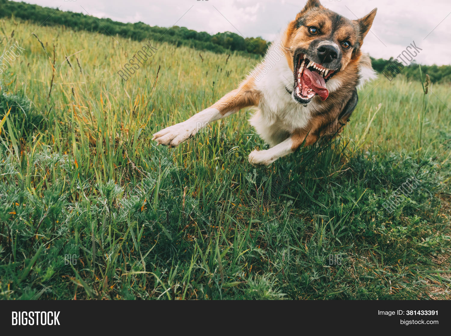Angry Aggressive Mad Image & Photo (Free Trial) | Bigstock