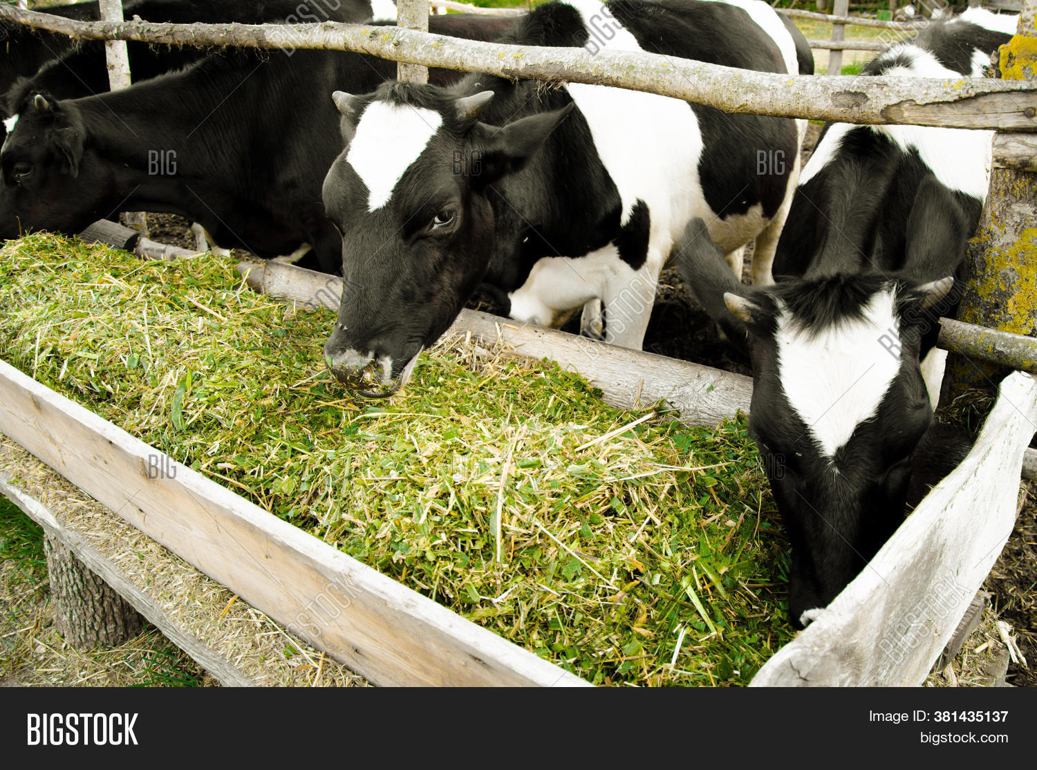 Four Cows Stand On Image & Photo (Free Trial) | Bigstock