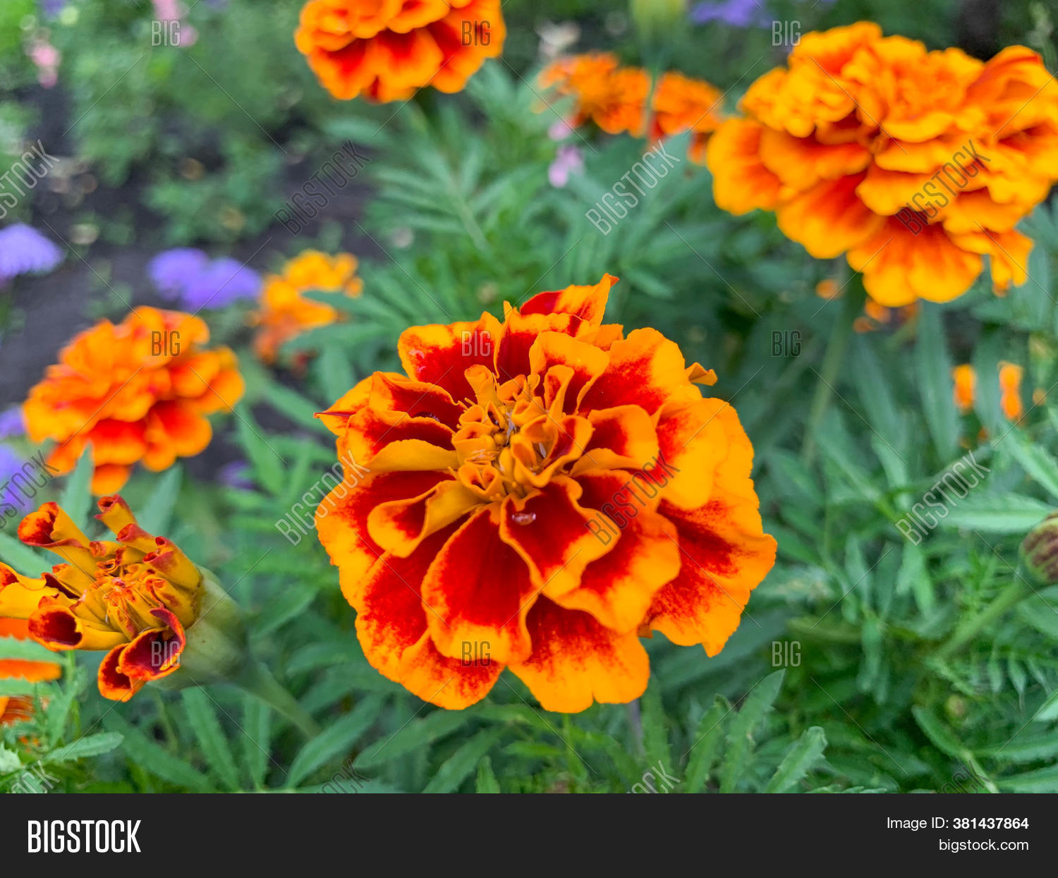 Blooming Marigolds Image & Photo (Free Trial) | Bigstock