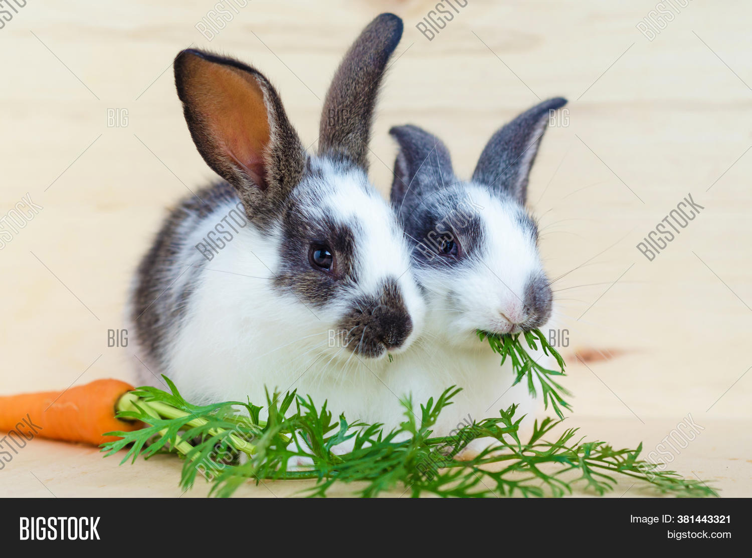 Two Little Rabbits Image & Photo (Free Trial) | Bigstock