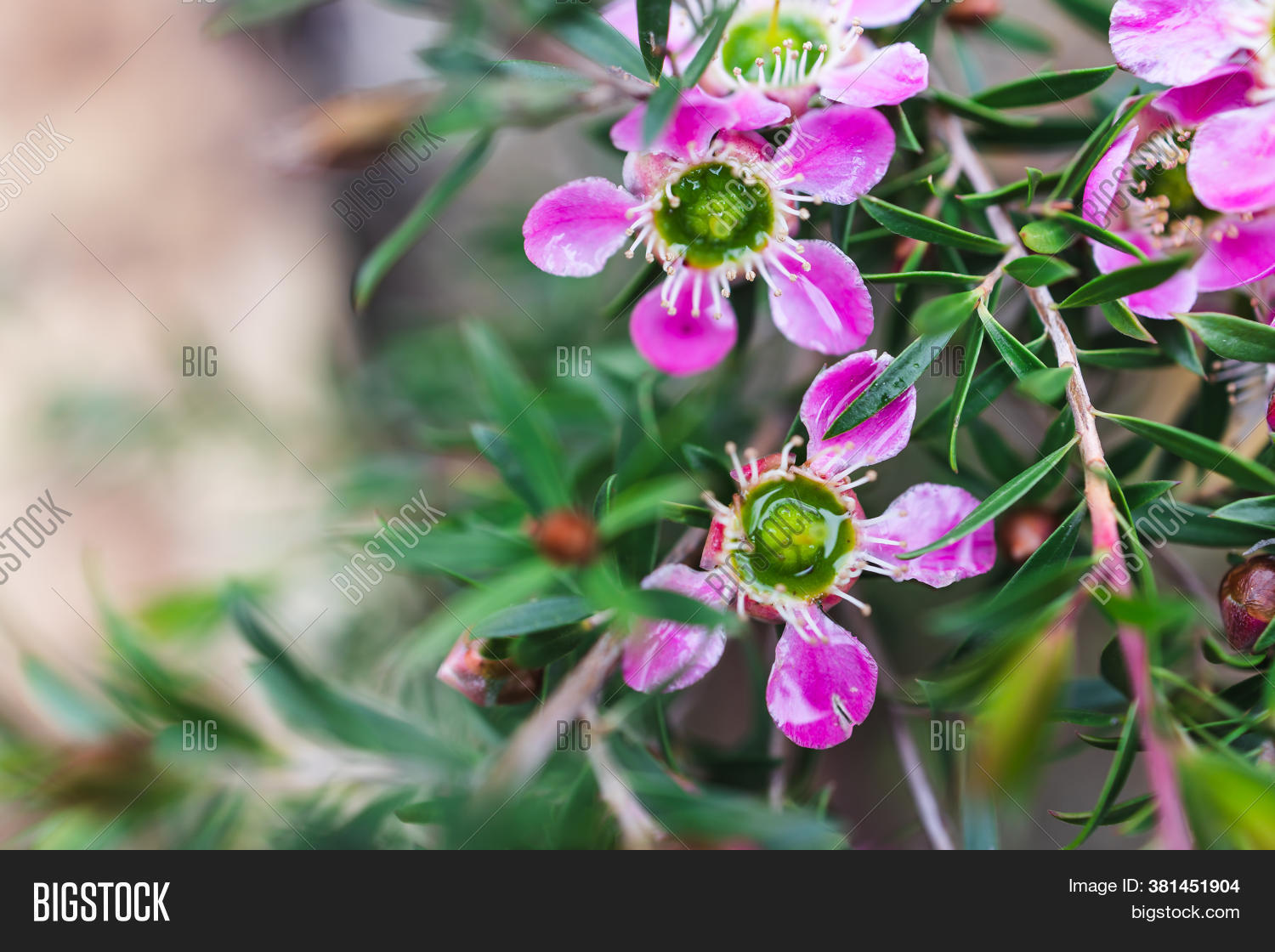 Tea Tree Plant Image & Photo (Free Trial) | Bigstock