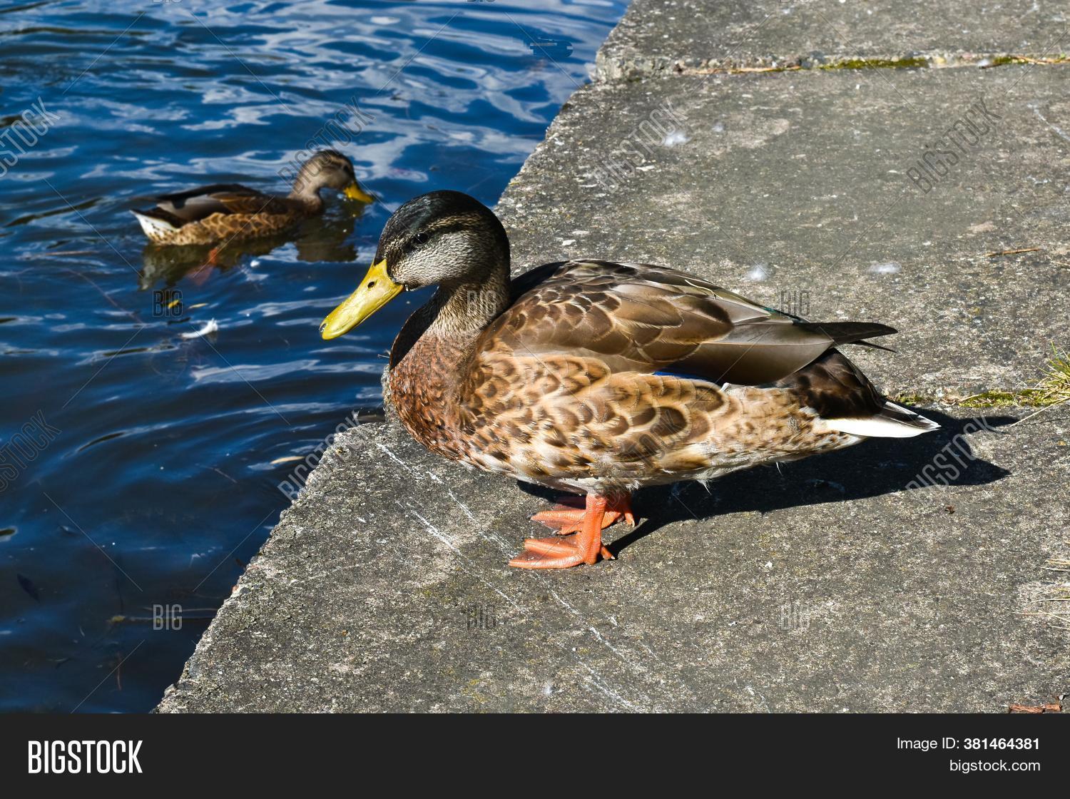 Duck Nature. Cute Duck Image & Photo (Free Trial) | Bigstock