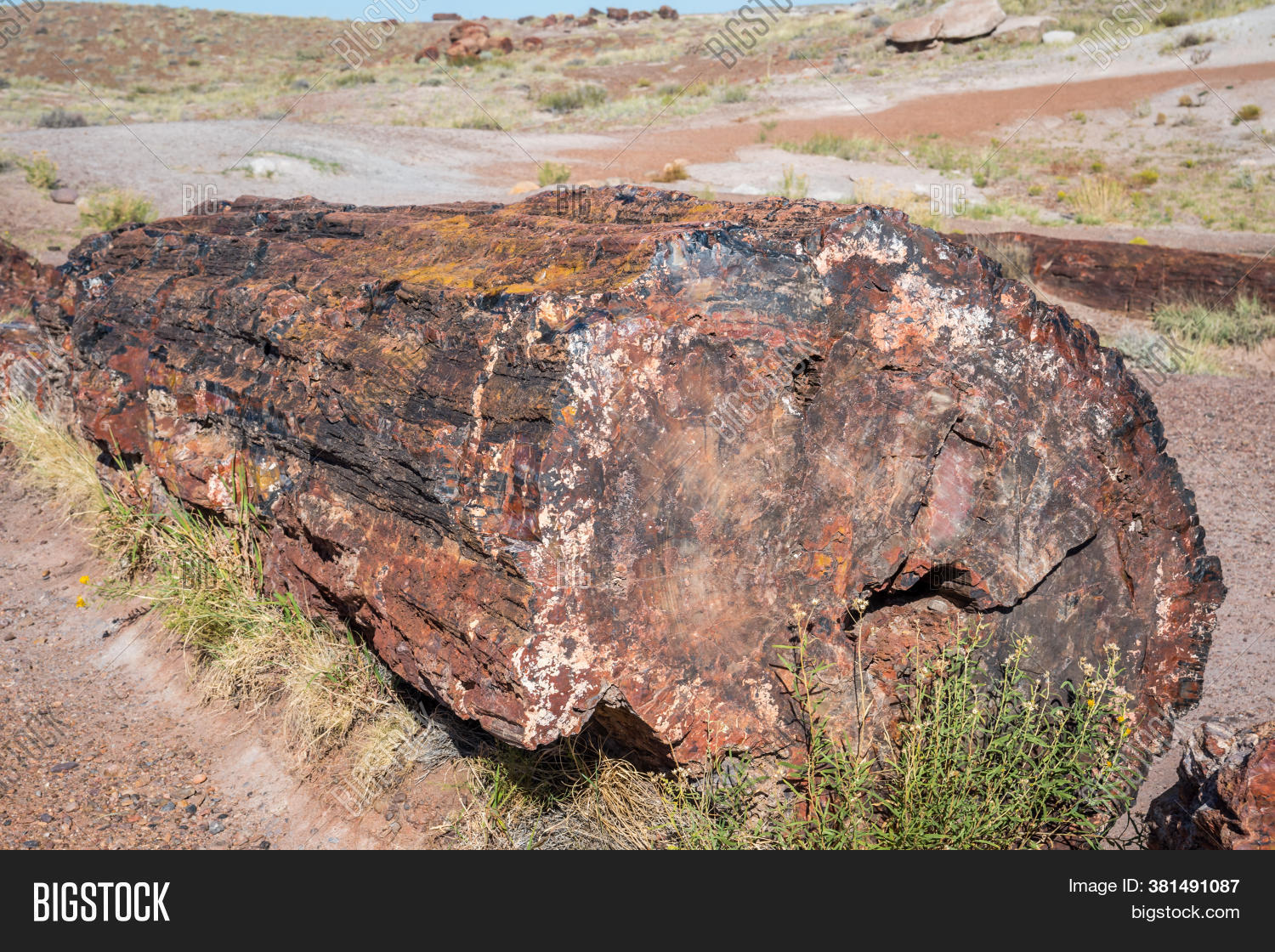 Petrified Log Image & Photo (Free Trial) | Bigstock