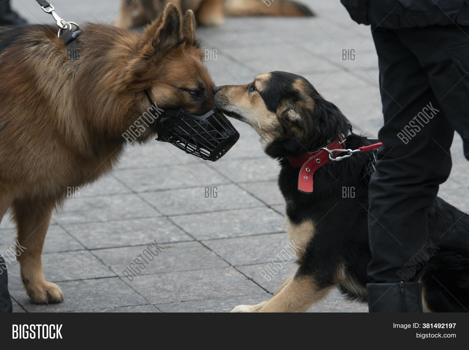 Two Dog Friends Image & Photo (Free Trial) | Bigstock