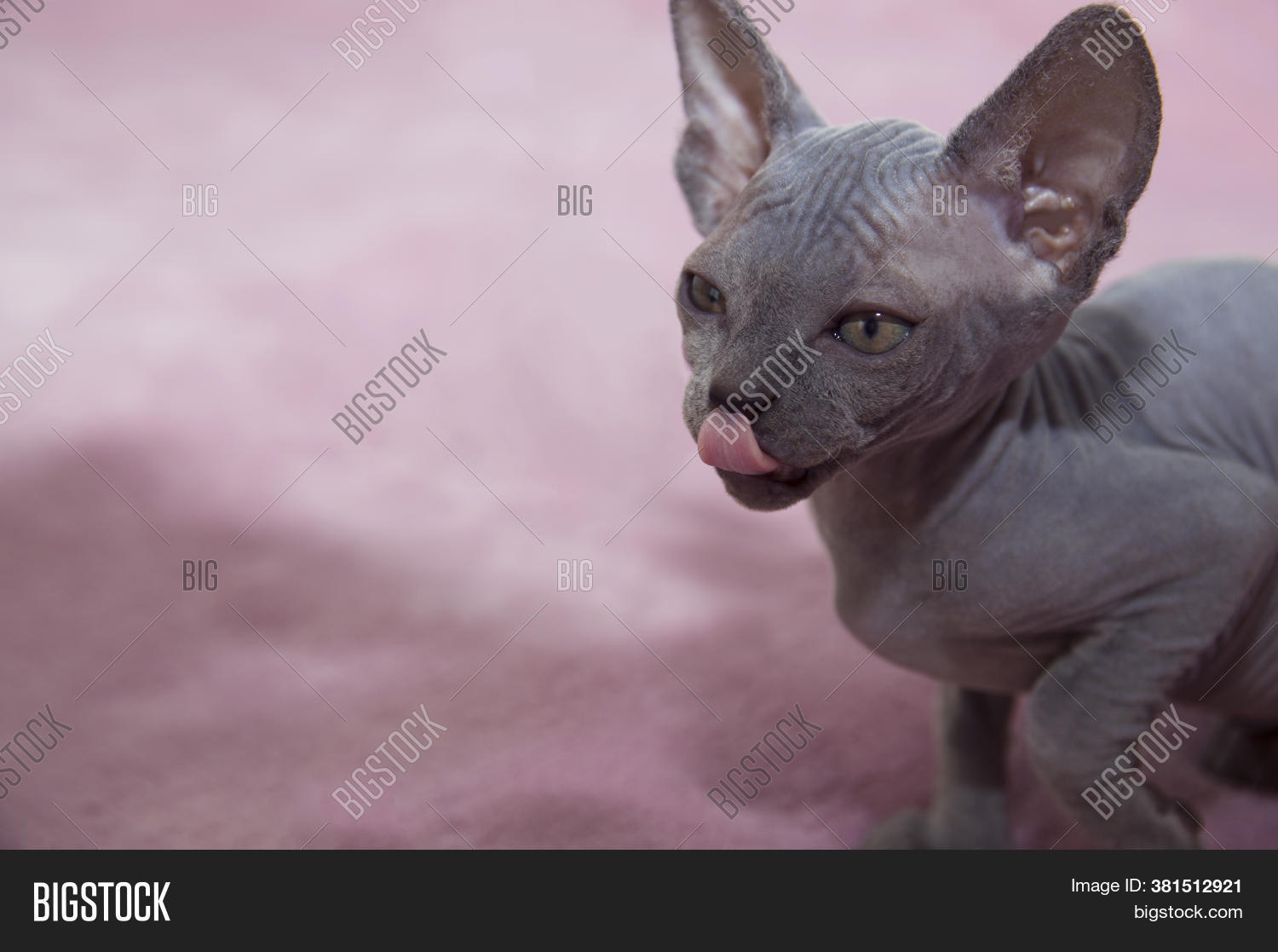 Gray Sphynx Kitten Image & Photo (Free Trial) | Bigstock