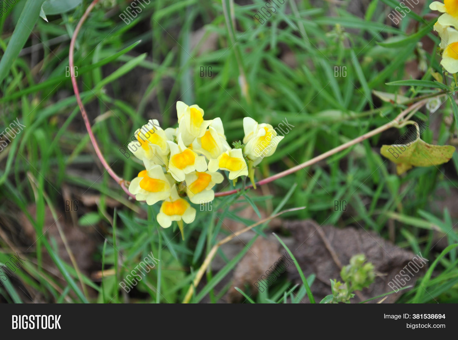 Yellow Flower Linaria Image & Photo (Free Trial) | Bigstock