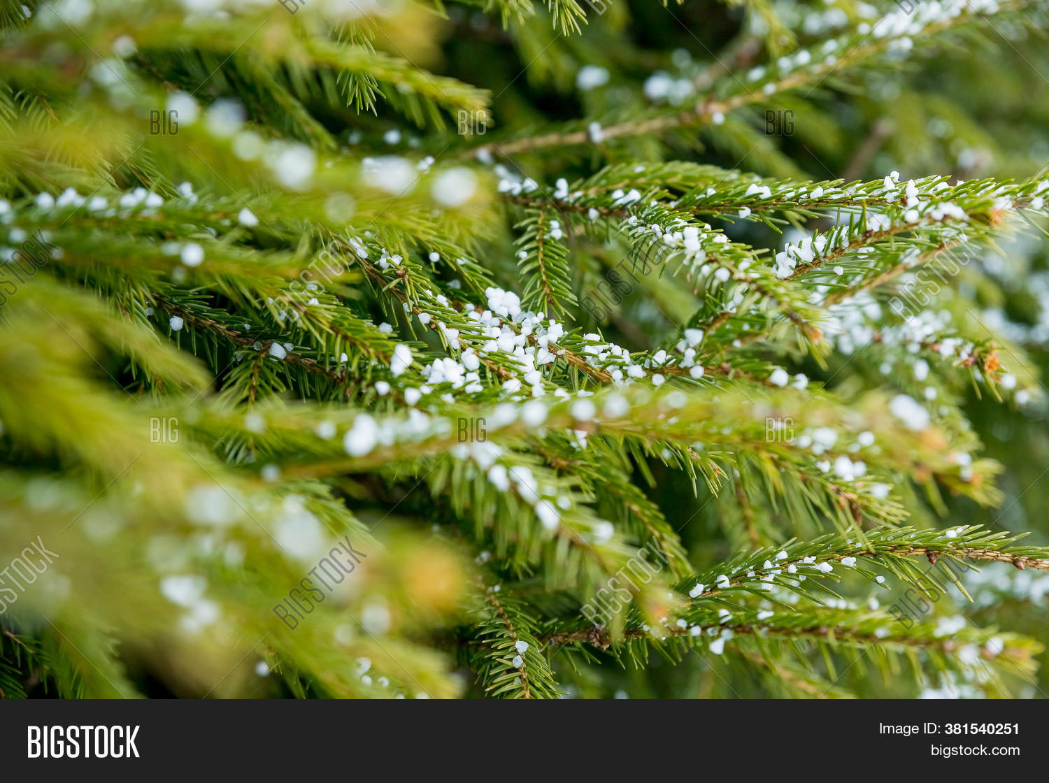 Twig Christmas Tree , Image & Photo (Free Trial) | Bigstock