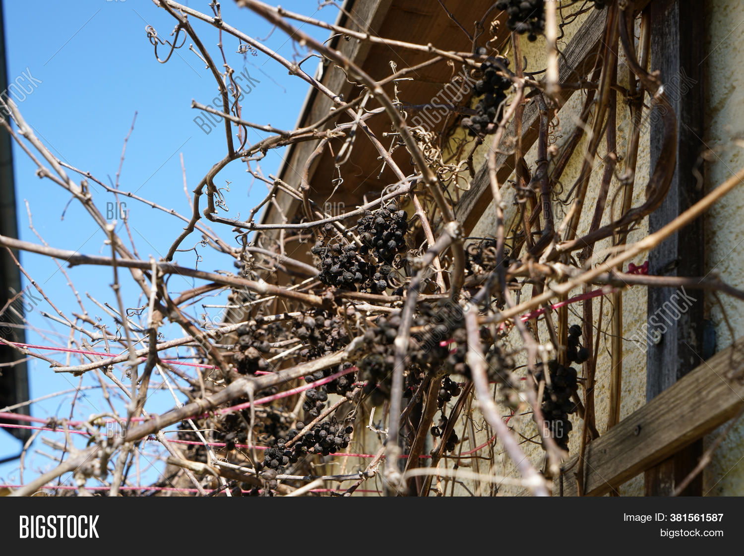 Grapes Fruit Stands Image & Photo (Free Trial) | Bigstock