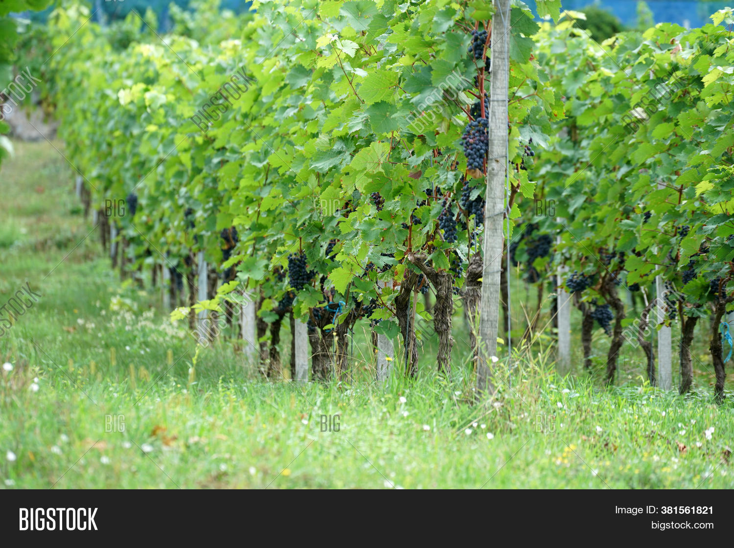 Grapes Fruit Stands Image & Photo (Free Trial) | Bigstock