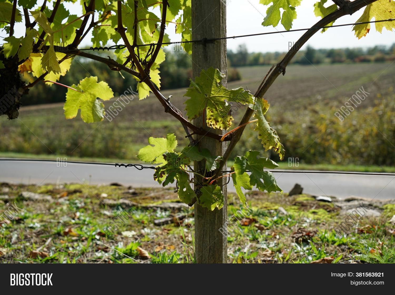 Grapes Fruit Stands Image & Photo (Free Trial) | Bigstock