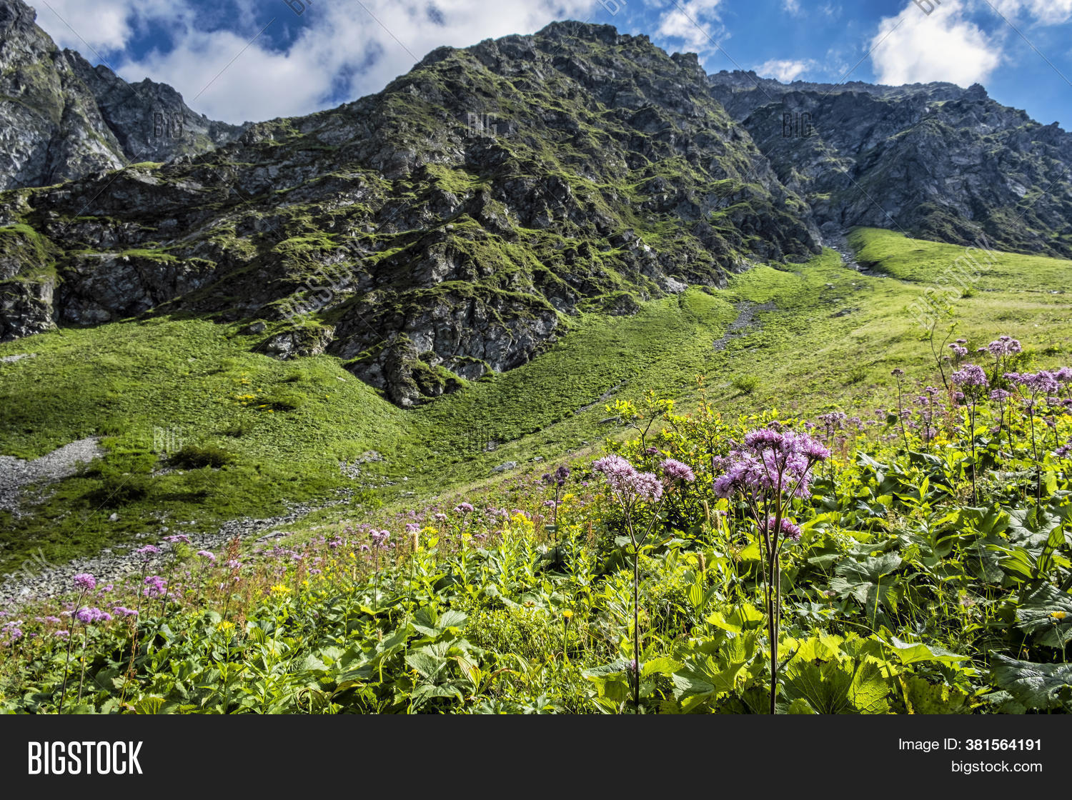 Flowering Meadow, Sad Image & Photo (Free Trial) | Bigstock
