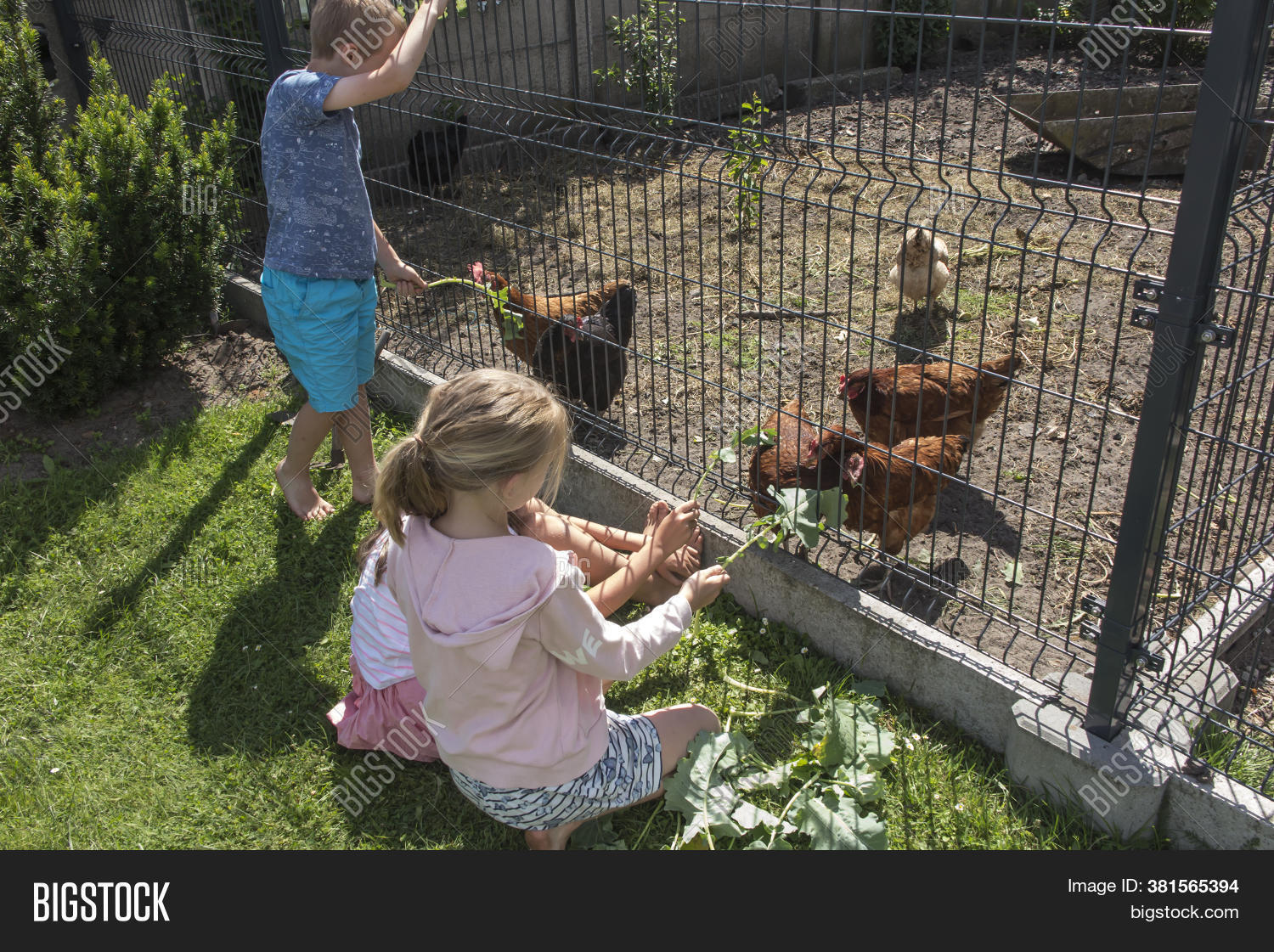 Children Feed Chickens Image & Photo (Free Trial) | Bigstock
