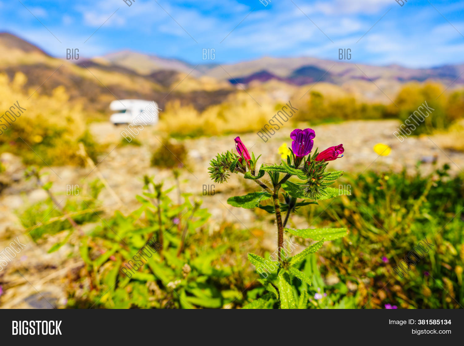 Spring Flowers Camper Image & Photo (Free Trial) | Bigstock