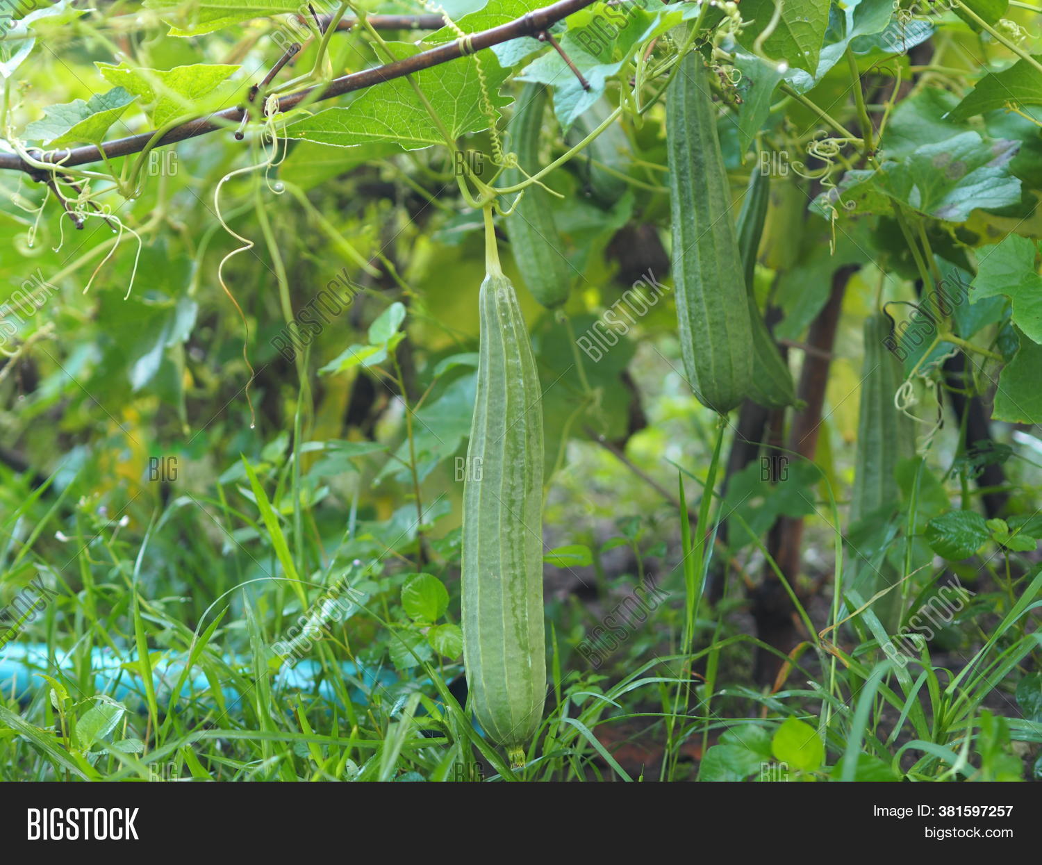 Luffa Acutangular, Image & Photo (Free Trial) | Bigstock