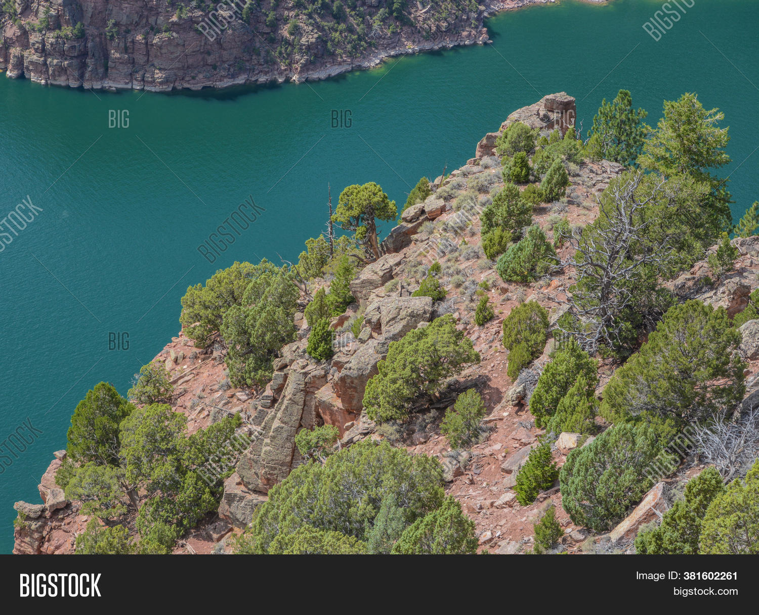 Gorgeous Red Rook Image & Photo (Free Trial) | Bigstock