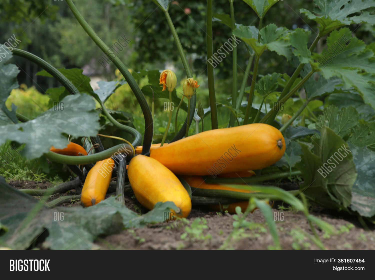 Yellow Zucchini Image & Photo (Free Trial) | Bigstock