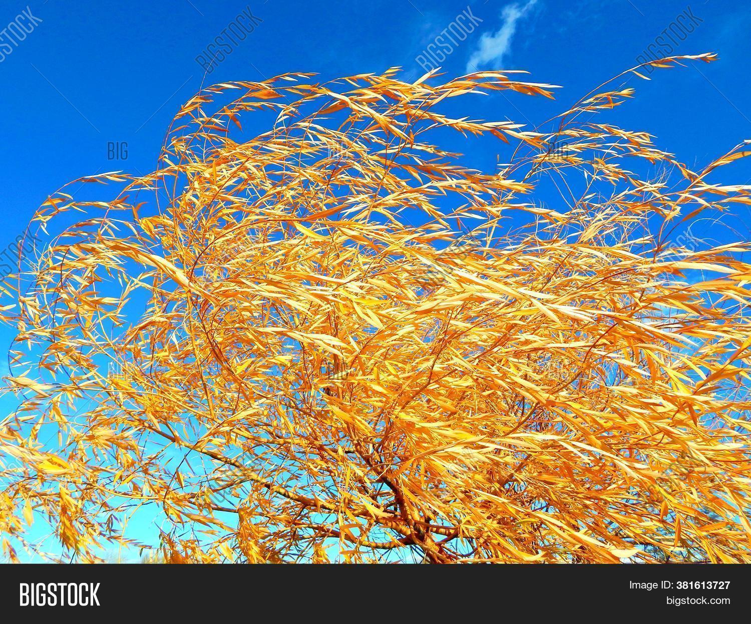 Bright Happy Willow - Image & Photo (Free Trial) | Bigstock