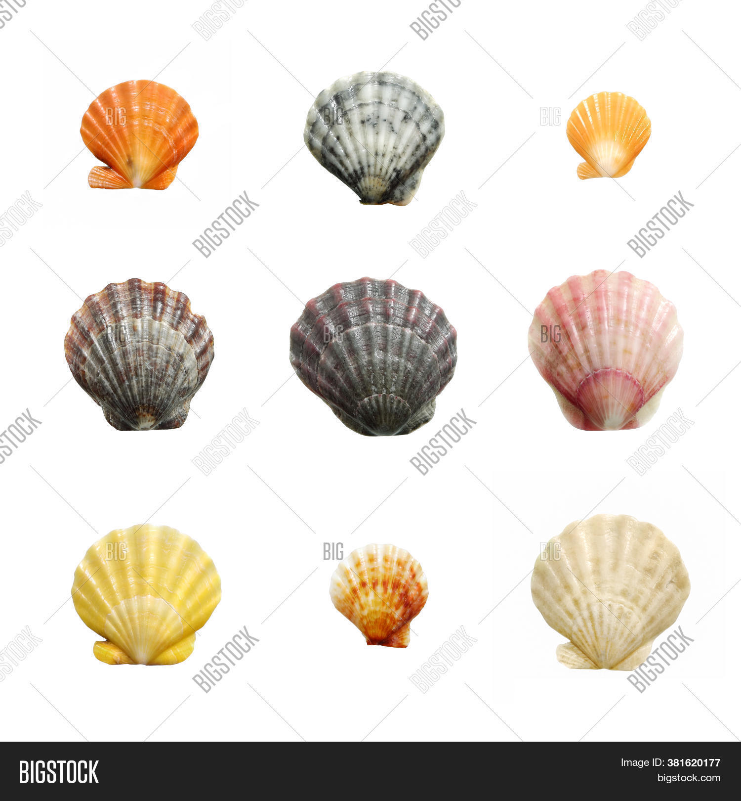 Isolated Sea Shells On Image & Photo (Free Trial) | Bigstock
