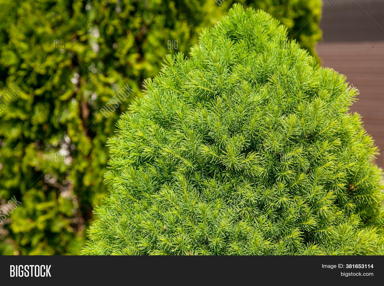 Spring Growth Young Image & Photo (Free Trial) | Bigstock