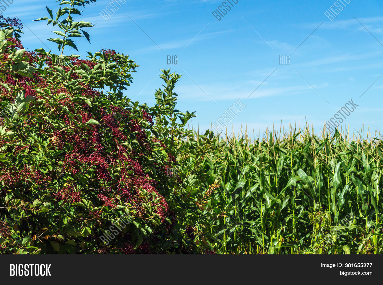 Black Elderberry Bush Image & Photo (Free Trial) | Bigstock