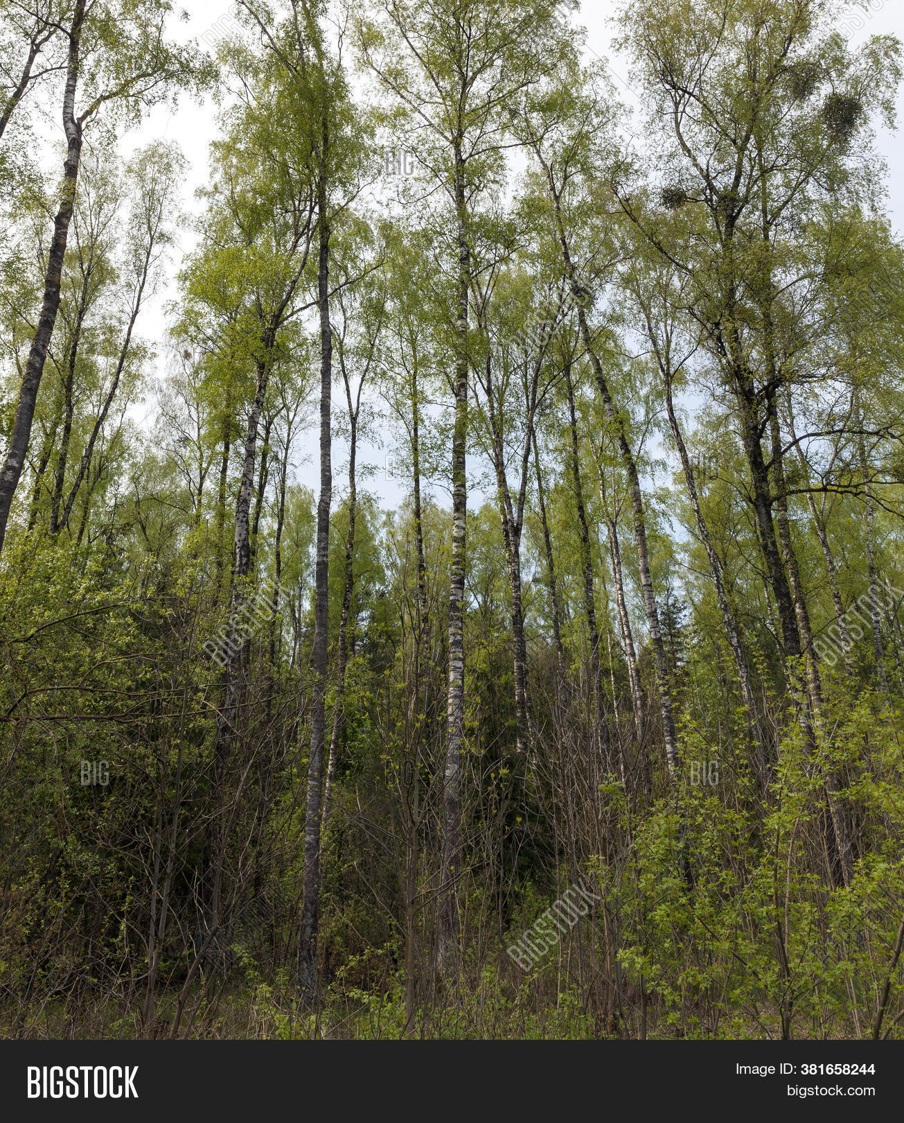 Real Nature Green Image & Photo (Free Trial) | Bigstock