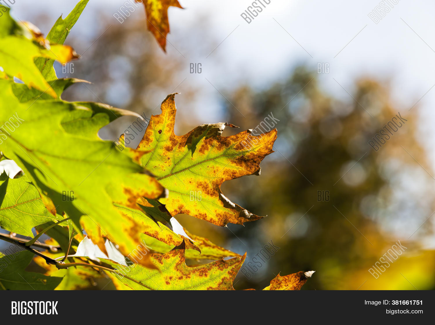 Colorful Deciduous Image & Photo (Free Trial) | Bigstock