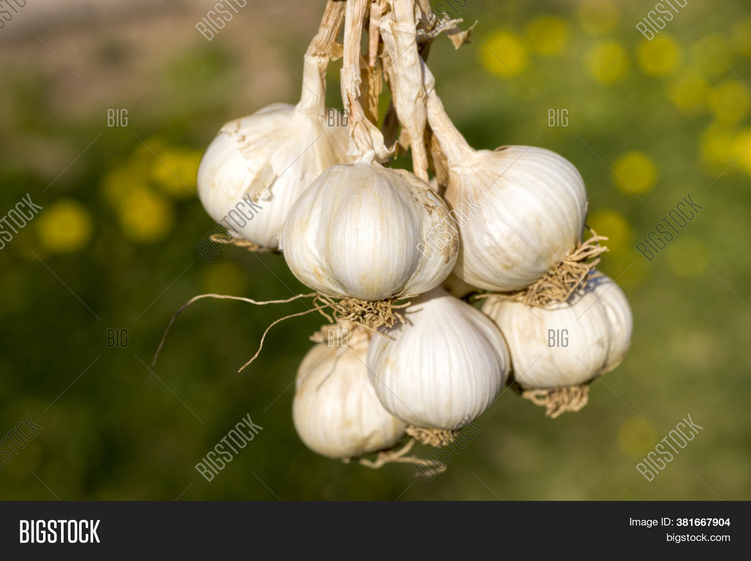 Ripe Real Garlic, Image & Photo (Free Trial) | Bigstock