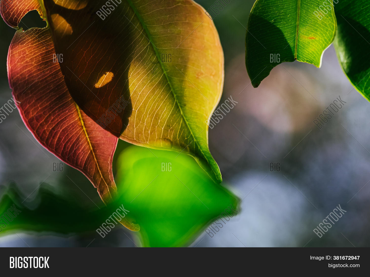 Closeup Pattern Leaves Image & Photo (Free Trial) | Bigstock