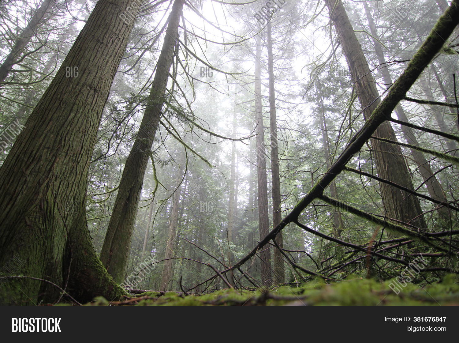 Forest Mist Through Image & Photo (Free Trial) | Bigstock