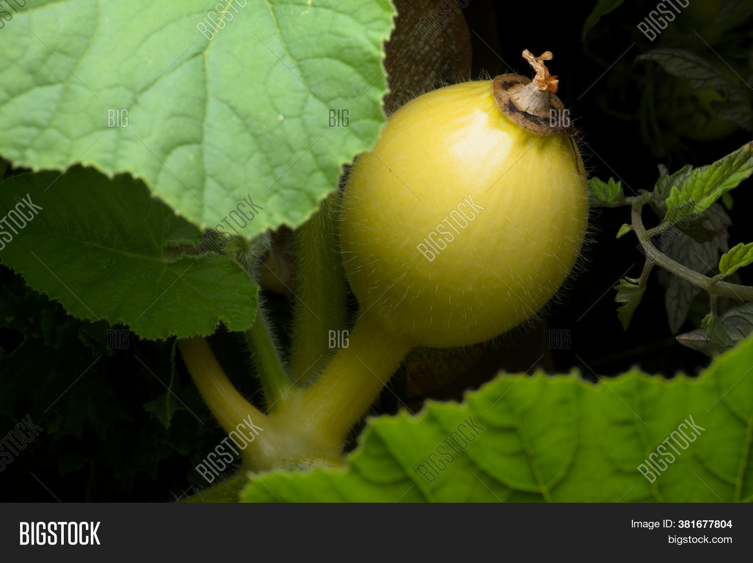 Bright Yellow Squash Image & Photo (Free Trial) | Bigstock