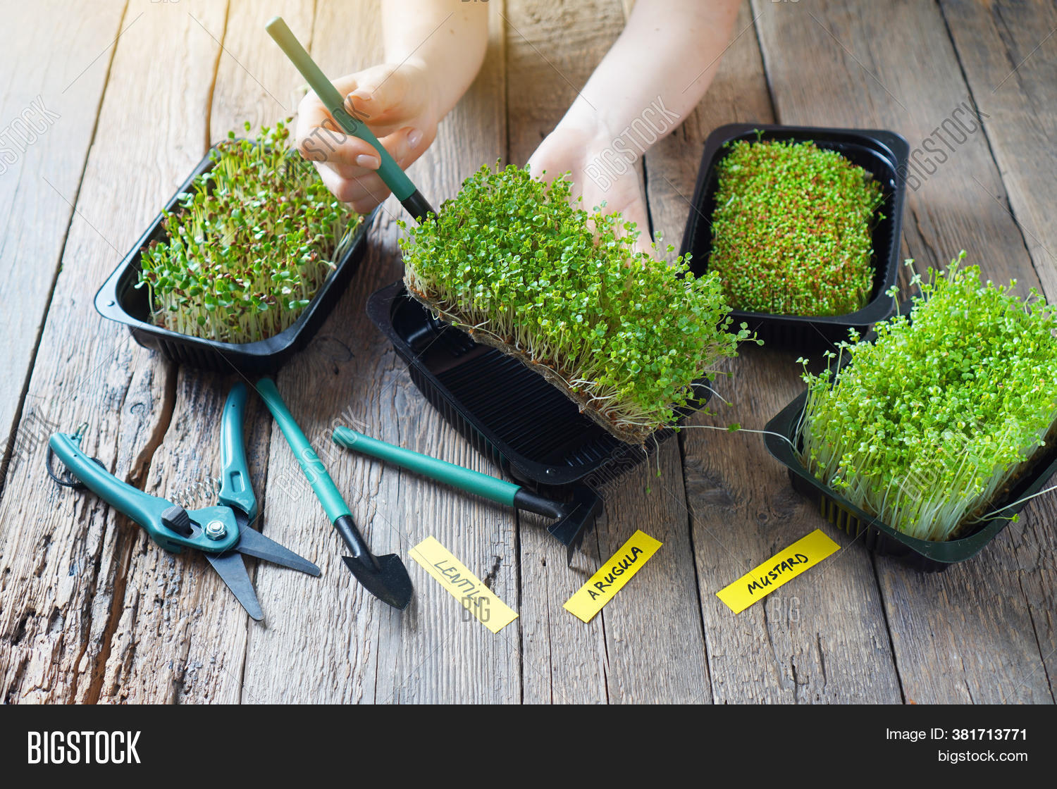 Microgreen Sprouts Image & Photo (Free Trial) | Bigstock