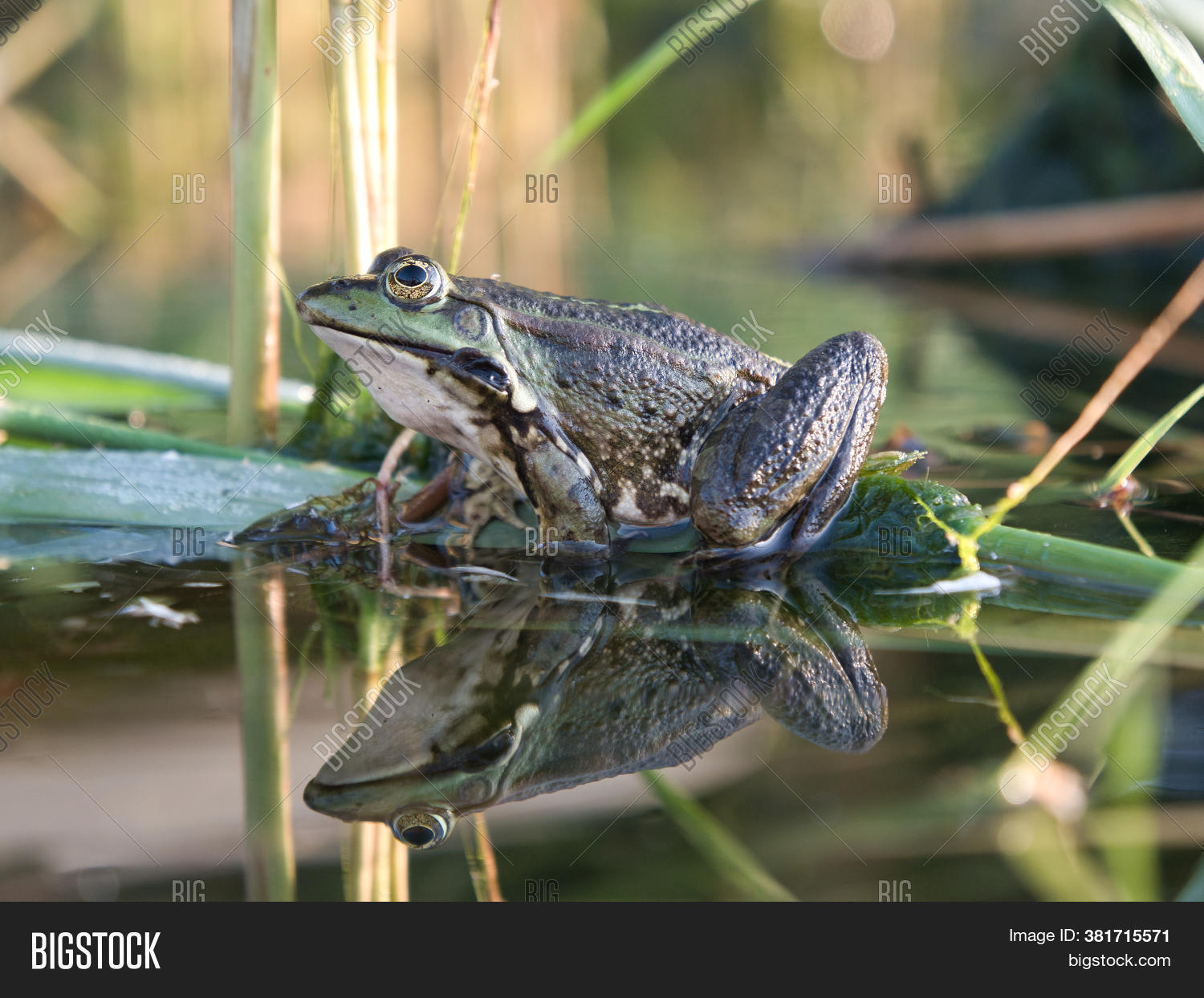 Frog Sitting On Water Image & Photo (Free Trial) | Bigstock