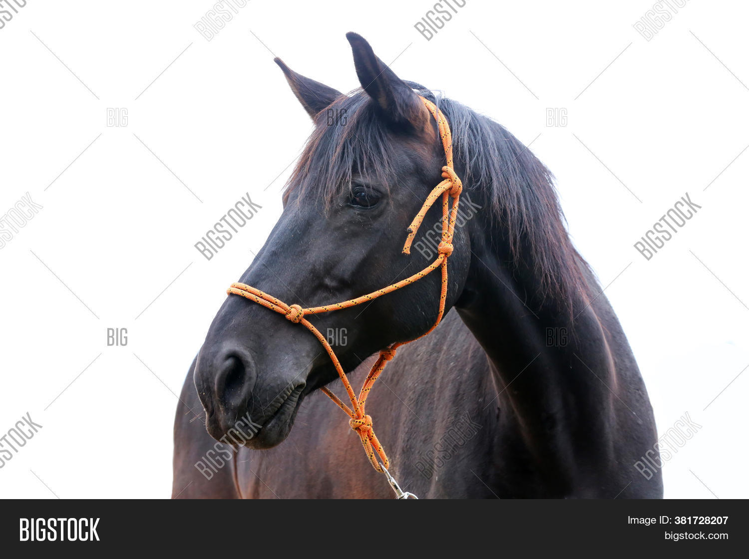 Black Stallion Head Image & Photo (Free Trial) | Bigstock