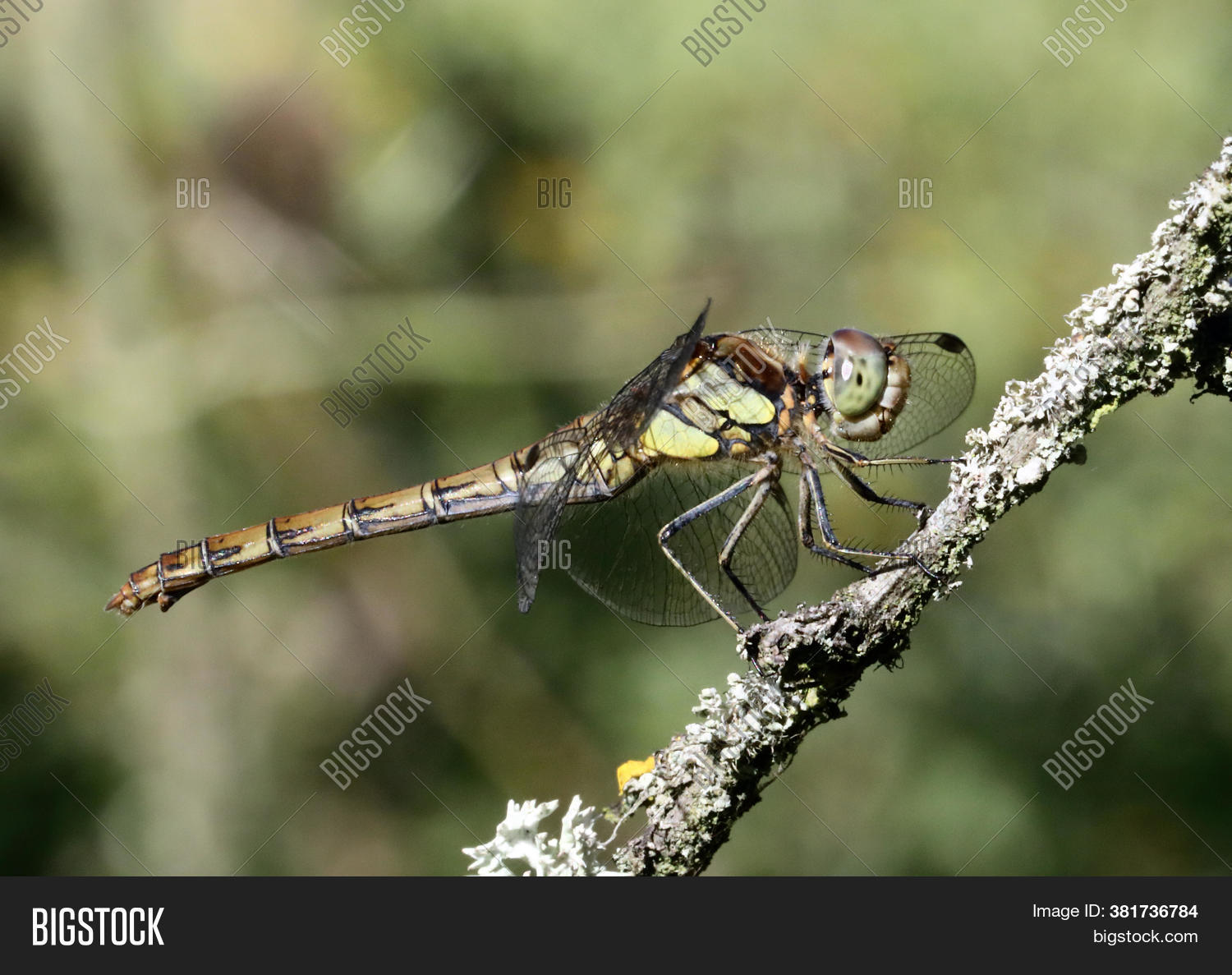 Common Darter Image & Photo (Free Trial) | Bigstock