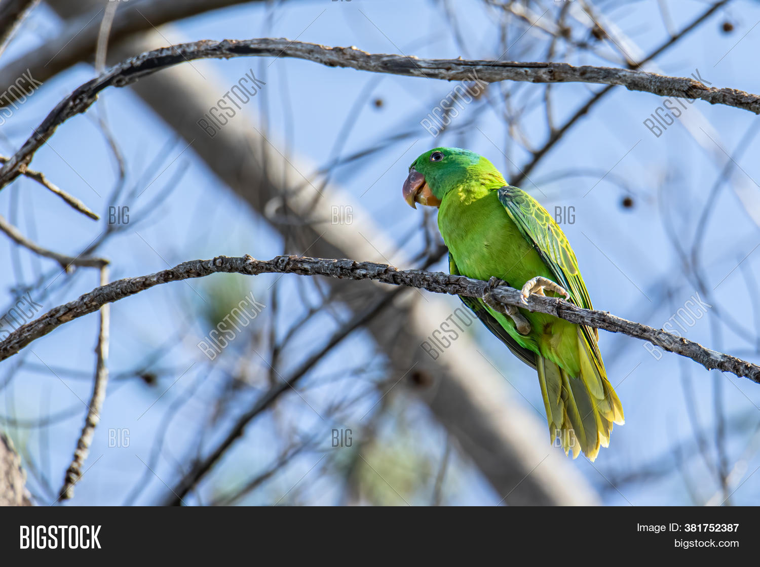 Nature Wildlife Bird Image & Photo (Free Trial) | Bigstock