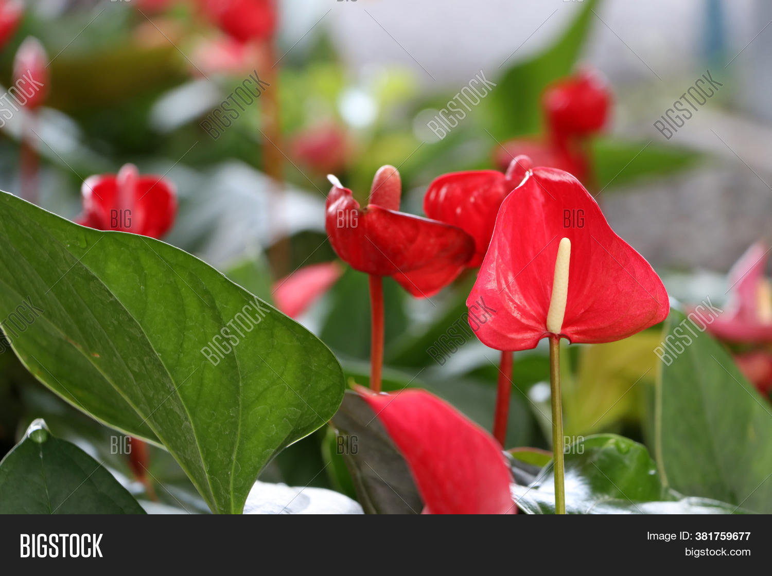 Red Anthurium Flower Image & Photo (Free Trial) | Bigstock