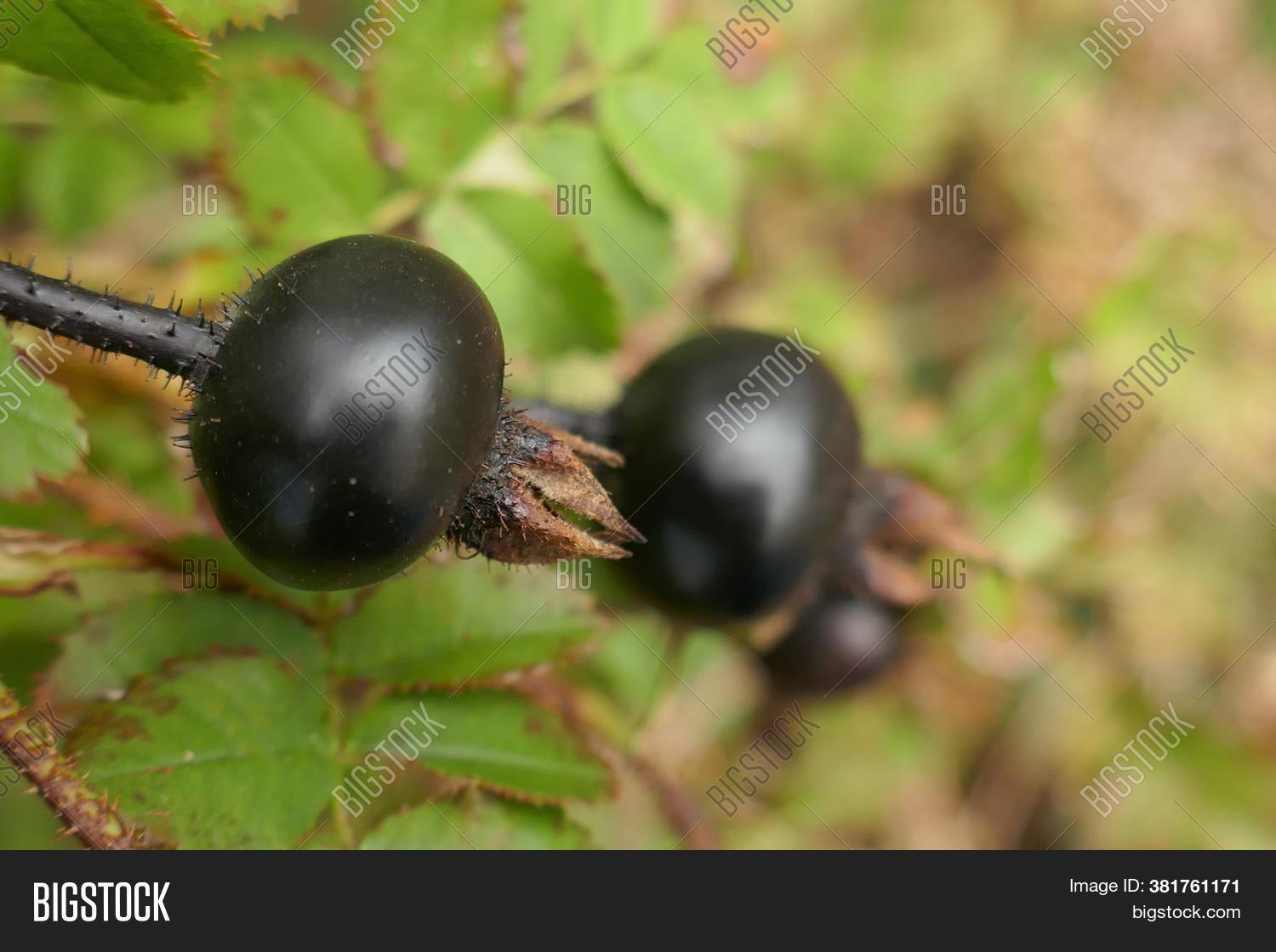 Rosehip Plant. Rosehip Image & Photo (Free Trial) | Bigstock