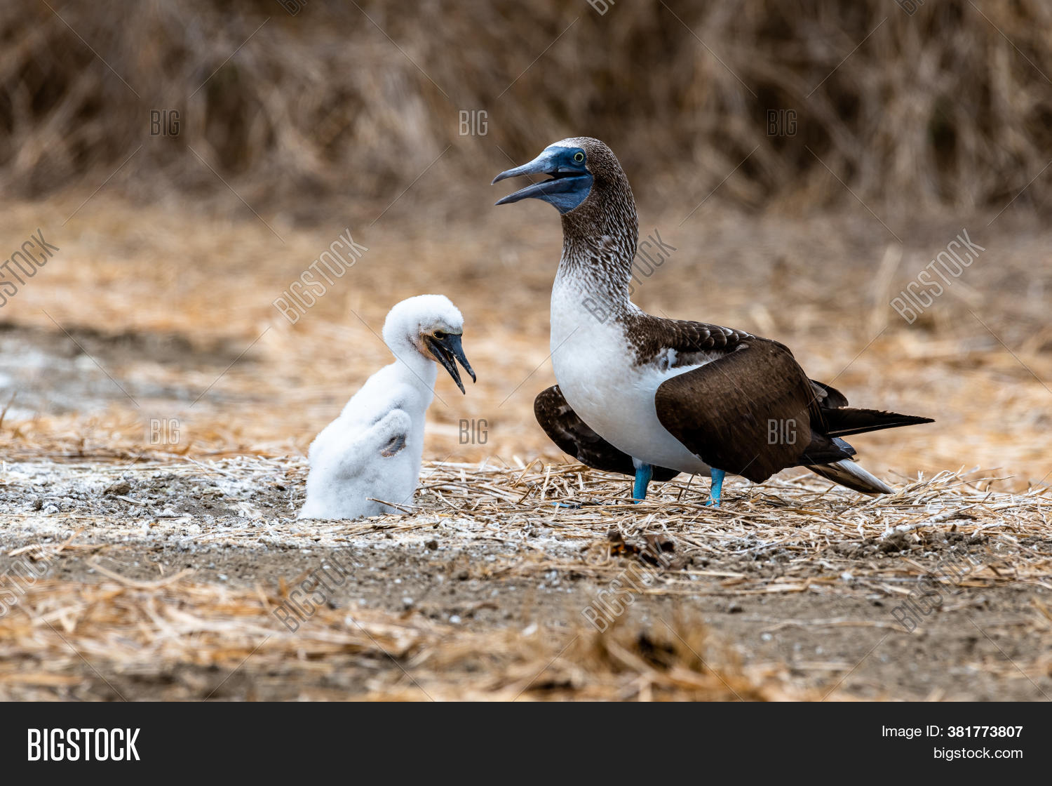 Blue-footed Booby ( Image & Photo (Free Trial) | Bigstock
