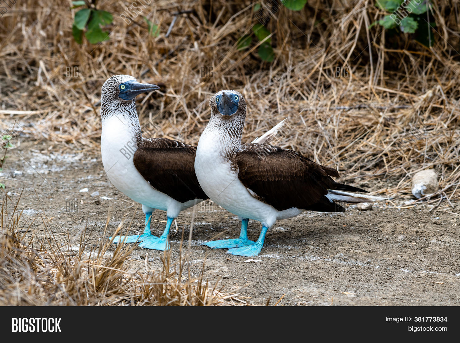 Blue-footed Booby ( Image & Photo (Free Trial) | Bigstock