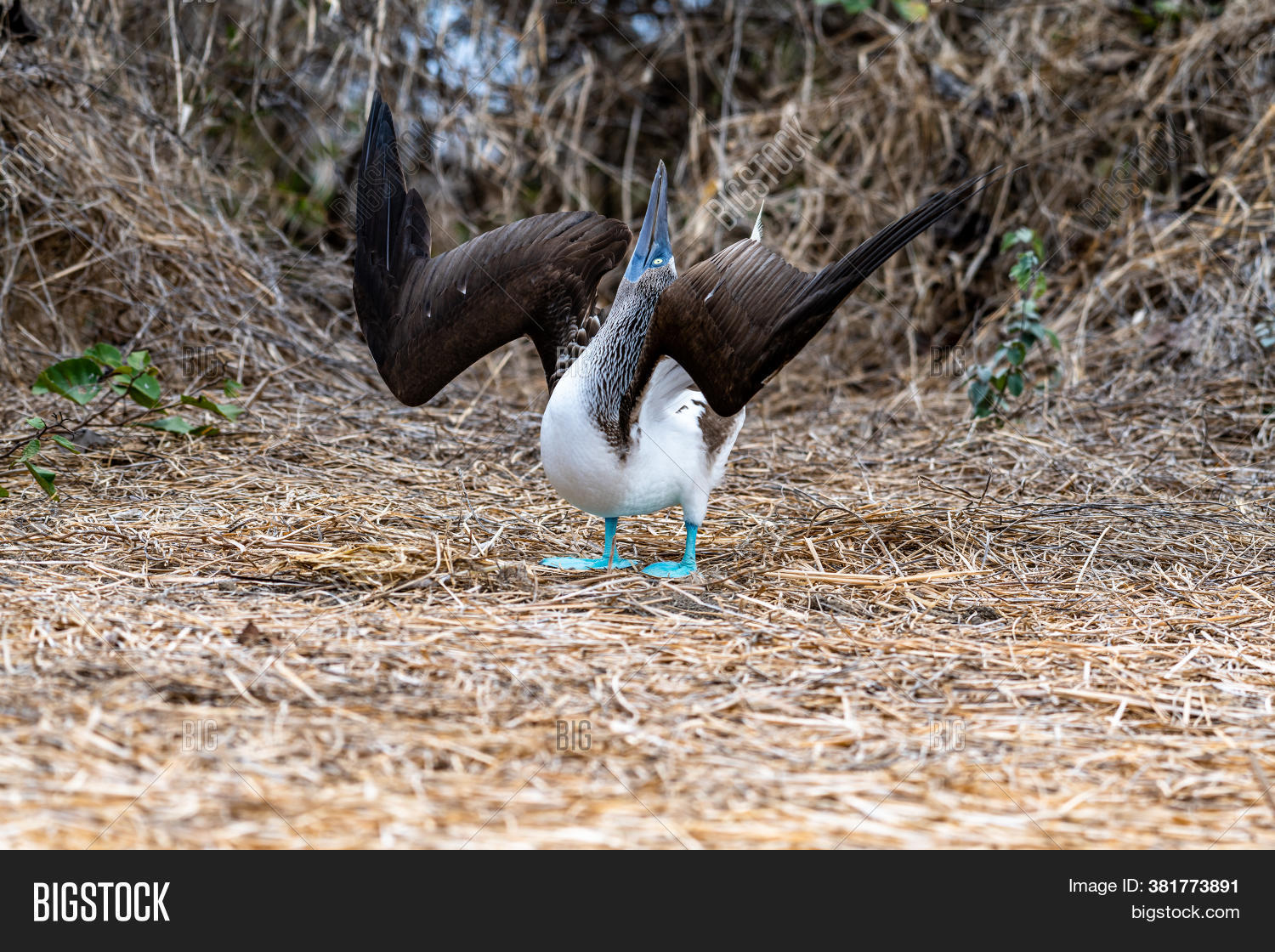 Blue-footed Booby ( Image & Photo (Free Trial) | Bigstock