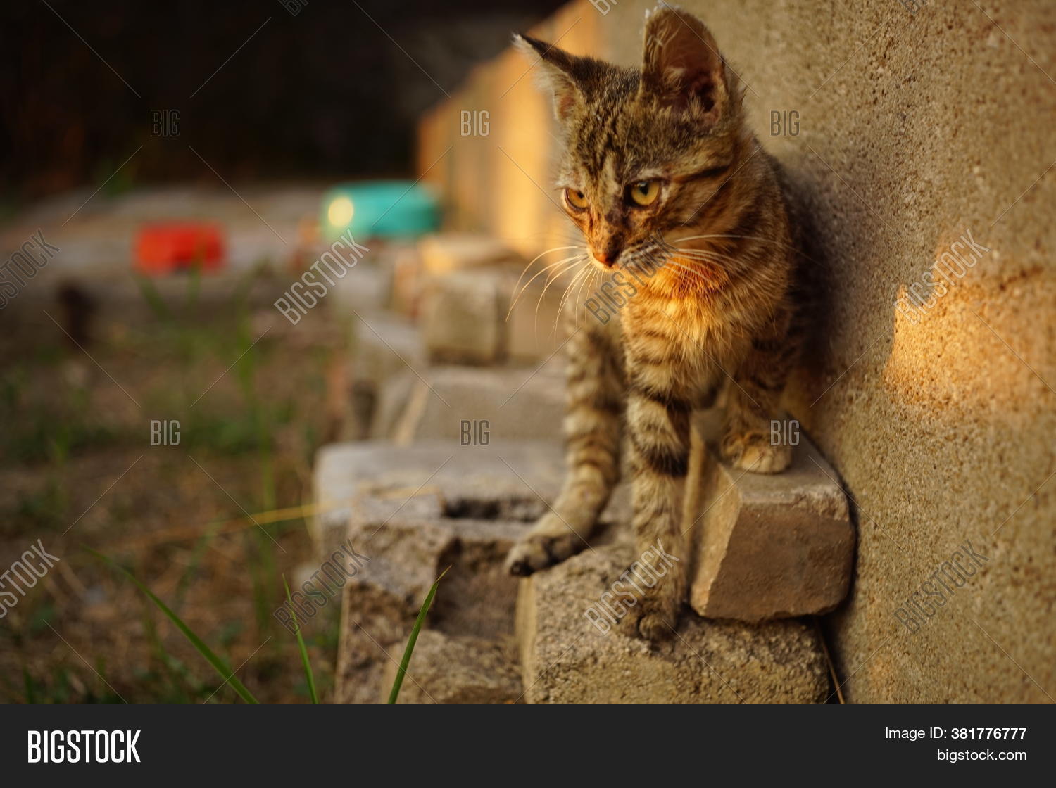 Cute Tabby Kitten Image & Photo (Free Trial) | Bigstock