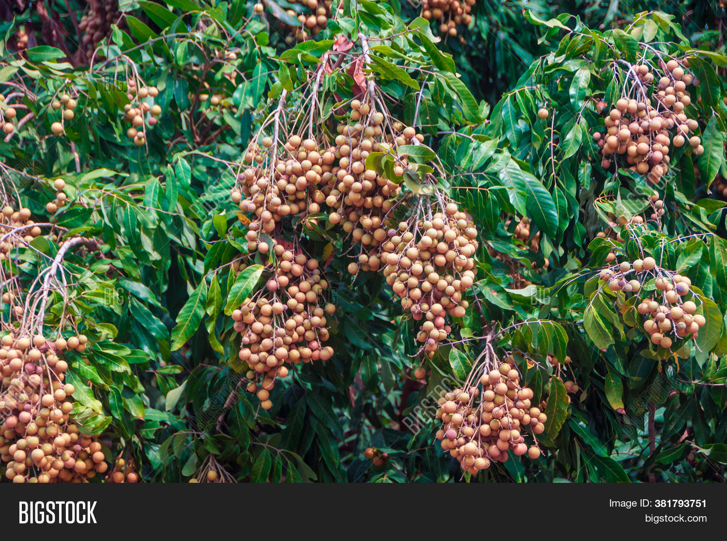 Longan Tree Leaves